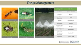 Thrips in Utah Potato Production | PPT