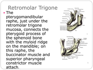 Throat_Pharynx_Carcinoma_Oropharynx_ENT_Lectures.ppt