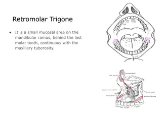 Throat_Pharynx_Carcinoma_Oropharynx_ENT_Lectures.pptx