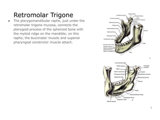 Throat_Pharynx_Carcinoma_Oropharynx_ENT_Lectures.pptx