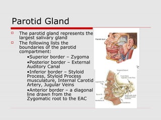 Salivary Glands Disorders | PPT