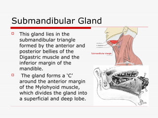 Throat_Pharynx_Salivary Glands Disorders_ENT_Lectures.ppt