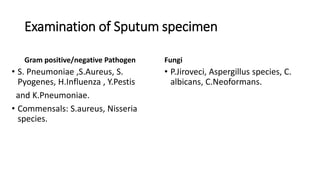 Throat Swab, Sputum and Pus.pptx