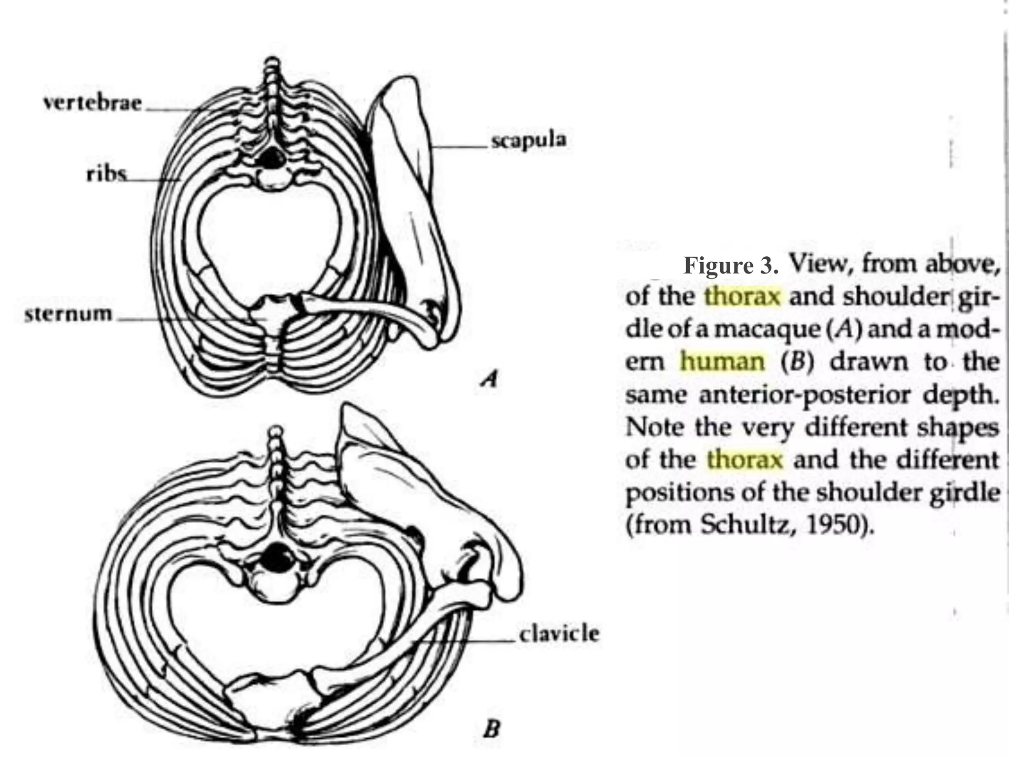 Thorax Evolution | PPTX