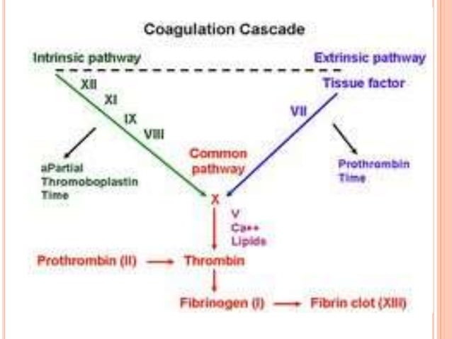 Thrombin activable fibrinolysis inhibitor (tafi) role | PPTX