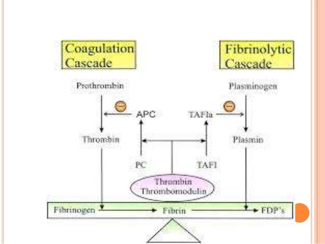 Thrombin activable fibrinolysis inhibitor (tafi) role