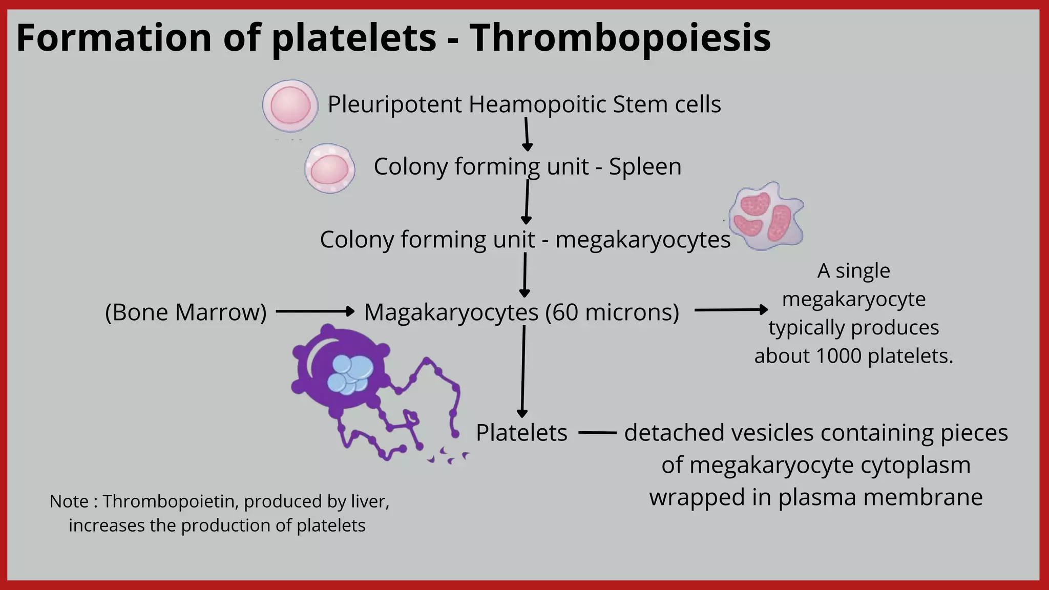 Thrombocytes .pdf