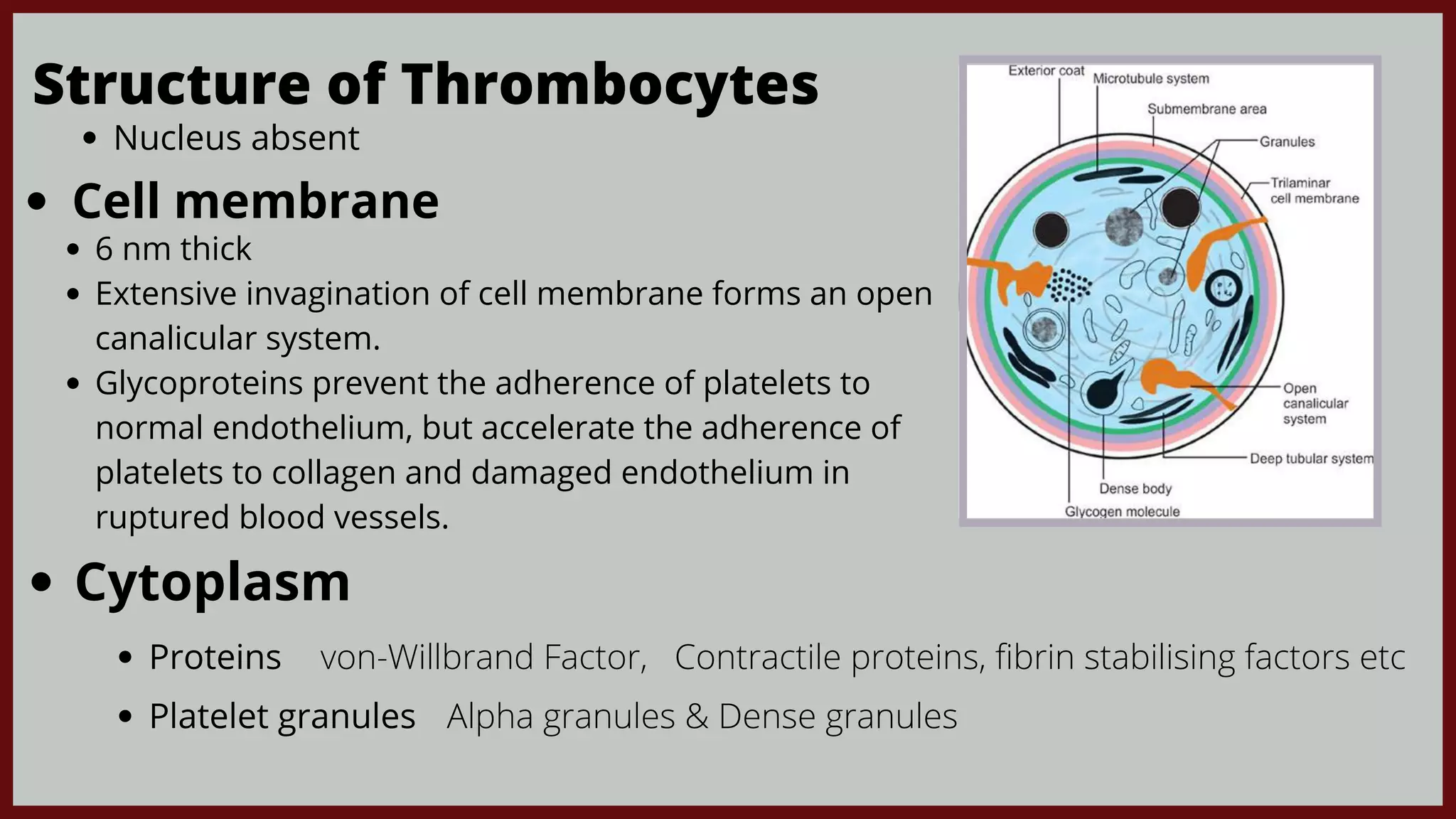 Thrombocytes .pdf
