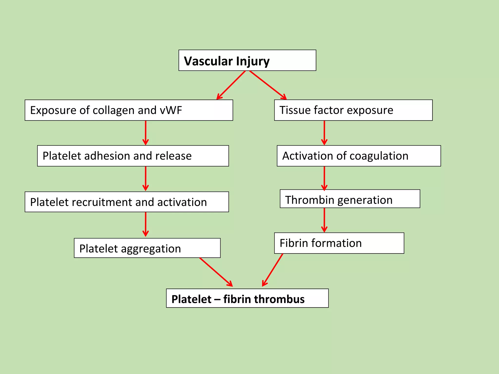 Thrombolytics, anticoagulants & antiplatelets | PPT