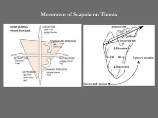 Thrower's shoulder ppt | PPT