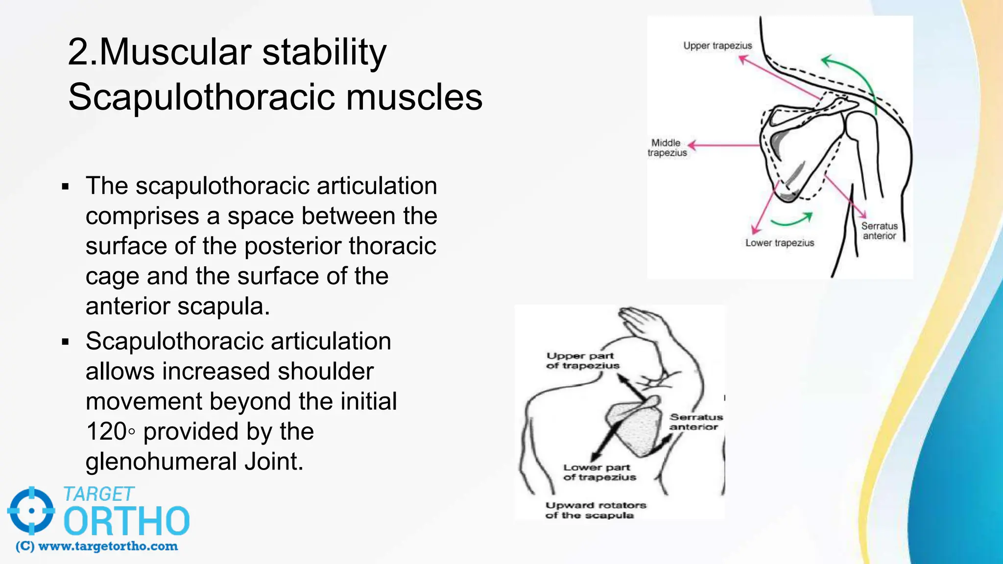 THROWING-BIOMECHANICS-NEW.pdf throwing health care | PDF