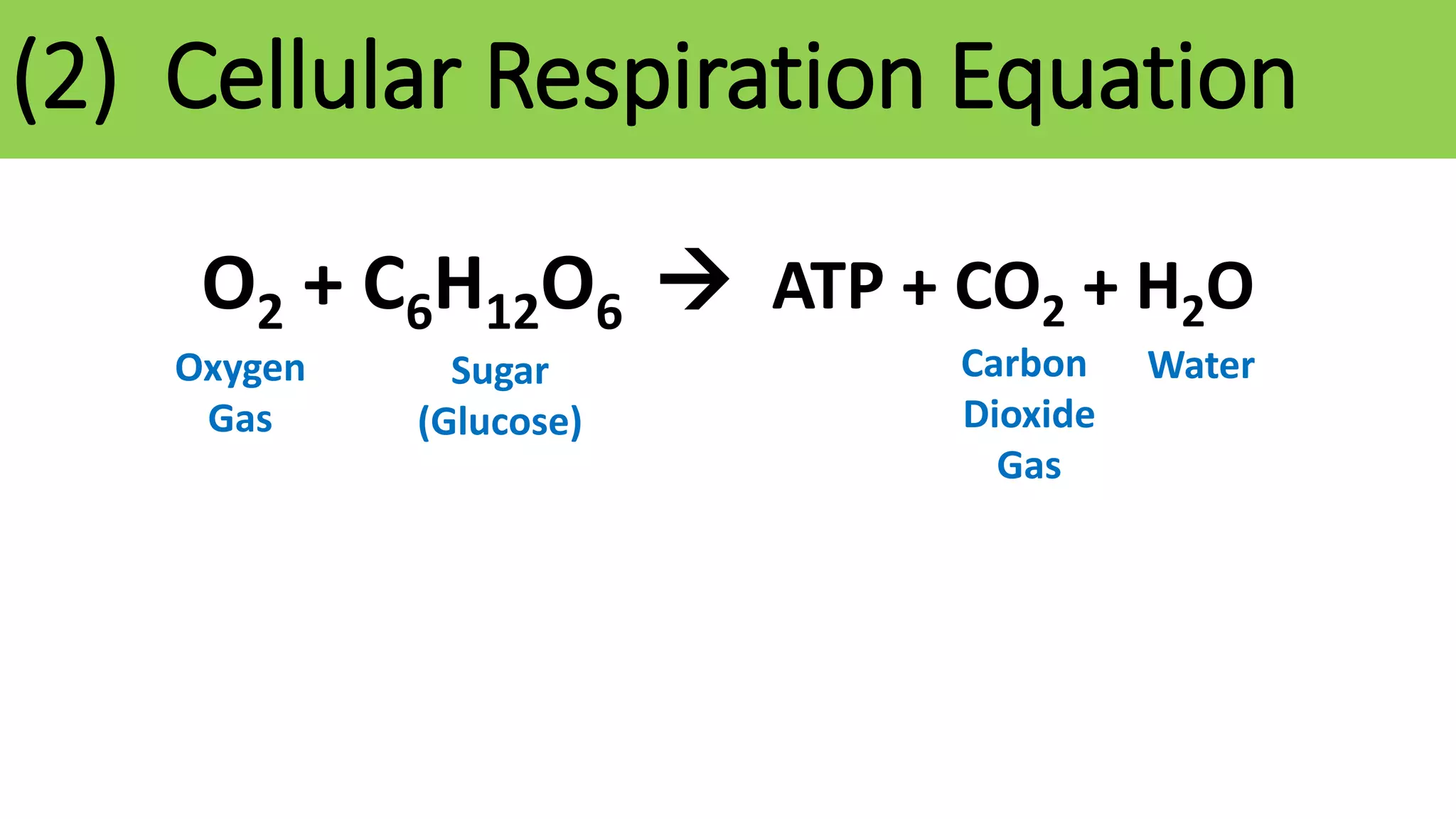 Ths general biology unit 1 our environment cellular respiration notes ...