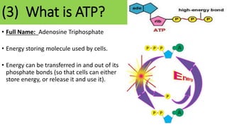 Ths general biology unit 1 our environment cellular respiration notes ...