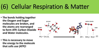 Ths general biology unit 1 our environment cellular respiration notes ...
