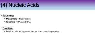 Ths general biology unit 2 our bodies biomolecule notes_v1516 | PPTX