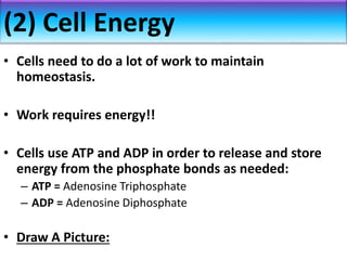 Ths general biology unit 2 our bodies cell reactions and enzymes notes ...
