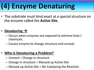 Ths general biology unit 2 our bodies cell reactions and enzymes notes ...