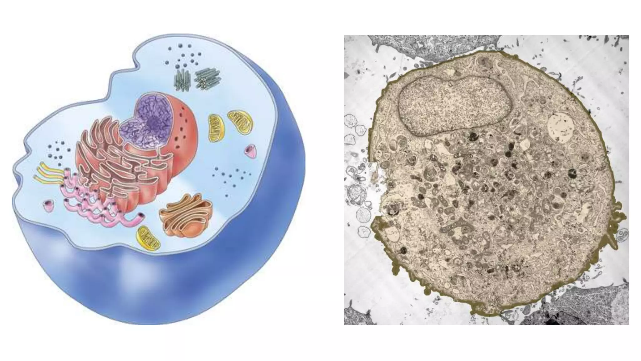Ths general biology unit 2 our bodies cells and organelles notes_v1516 ...