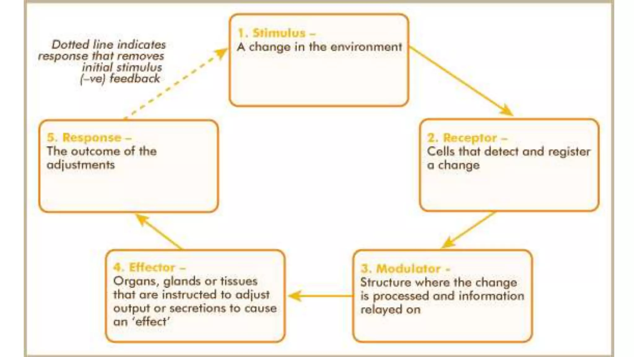 Ths general biology unit 3 cell processes homeostasis and feedback ...