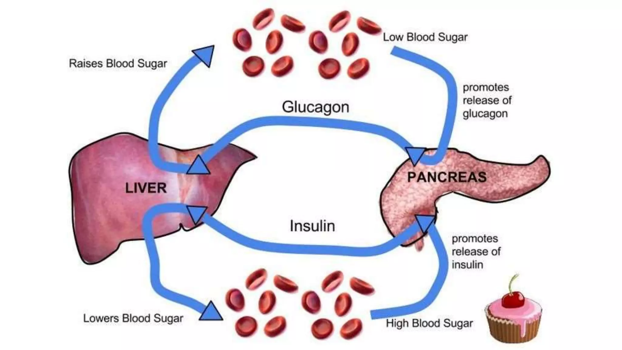 Ths general biology unit 3 cell processes homeostasis and feedback ...