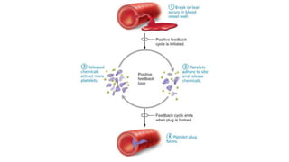 Ths general biology unit 3 cell processes homeostasis and feedback ...