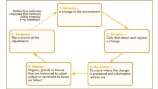 Ths general biology unit 3 cell processes homeostasis and feedback ...