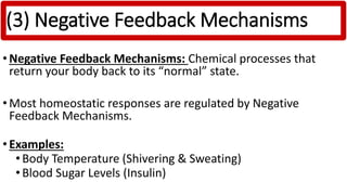 Ths general biology unit 3 cell processes homeostasis and feedback ...
