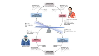 Ths general biology unit 3 cell processes homeostasis and feedback ...