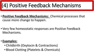 Ths general biology unit 3 cell processes homeostasis and feedback ...