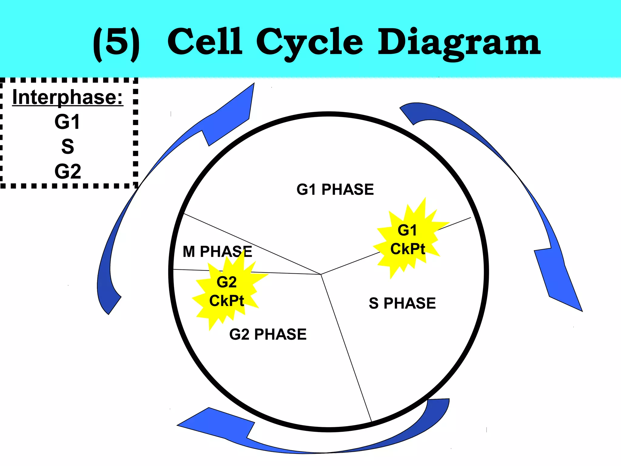 Ths general biology unit 4 heredity cell cycle notes | PPT