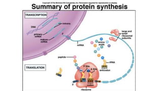 Ths general biology unit 4 heredity protein synthesis notes_v1516 | PPT