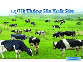 Th true milk | PPTX