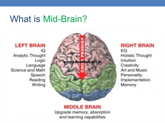 Talent hub Midbrain ppt | PPT