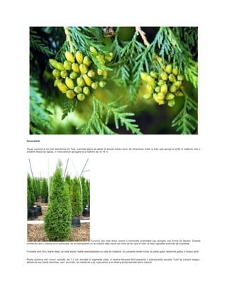 Thuja | PDF