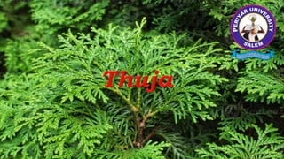 morphology and reproduction of Thuja.pptx