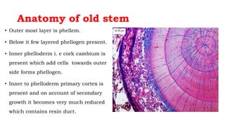 morphology and reproduction of Thuja.pptx