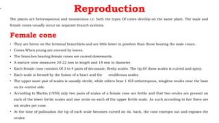 morphology and reproduction of Thuja.pptx