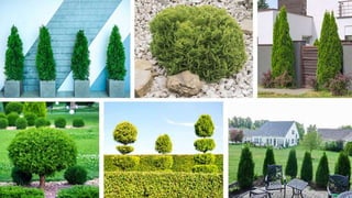 morphology and reproduction of Thuja.pptx