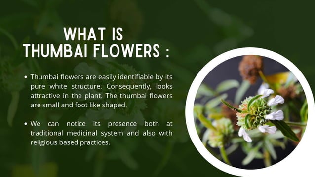 Thumbai poo honey- Thumbai flower honey- Wild honey hunters | PPTX