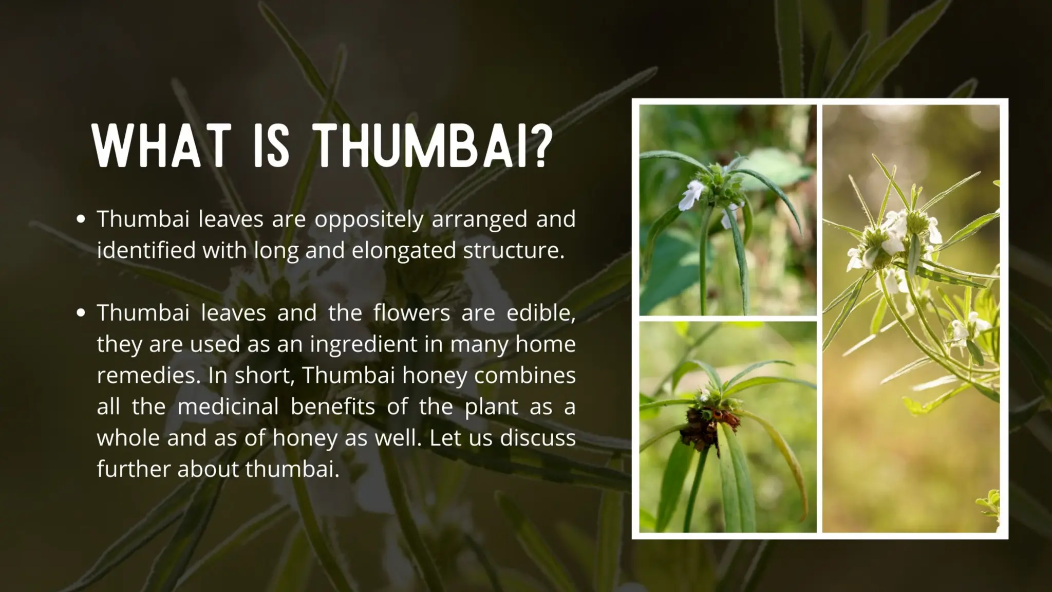 The Pure Thumbai Honey - wild honey hunters | PPTX
