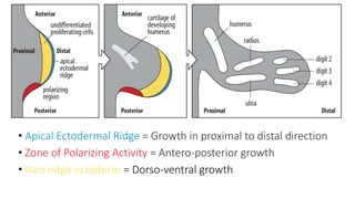 Congenital Thumb Deformities | PPTX
