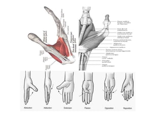 THUMB HYPOPLASIA- Eknath.pptx