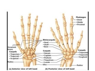 Thumb reconstruction by conventional technique. | PPTX