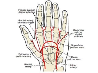 Thumb reconstruction by conventional technique. | PPTX