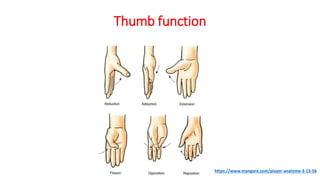 Thumb soft tissue defects | PPTX