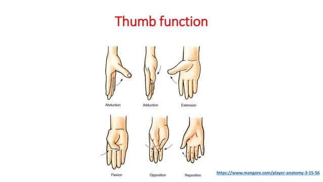 Thumb soft tissue defects | PPT