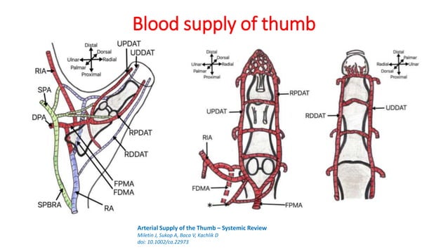 Thumb soft tissue defects | PPT