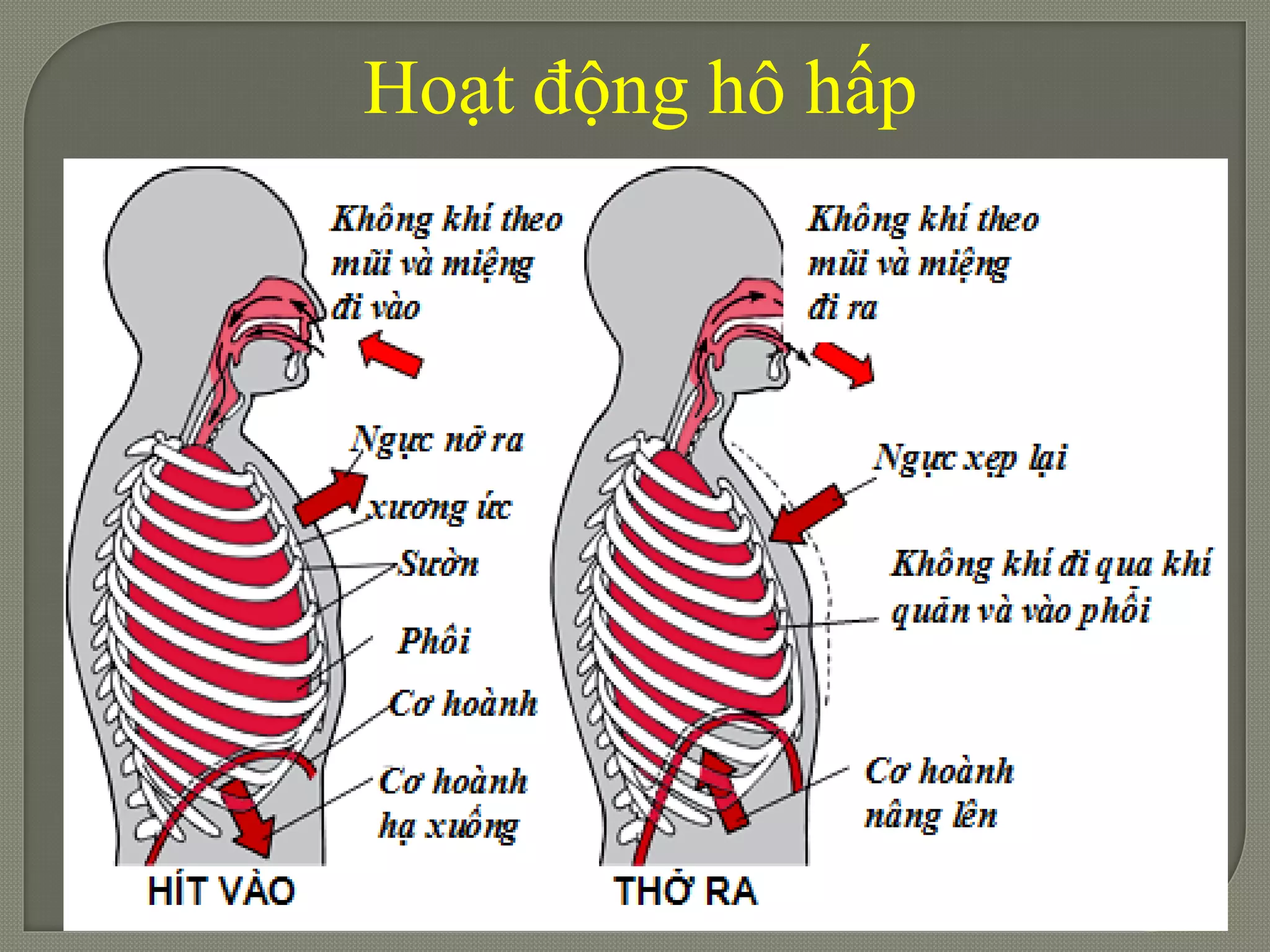 Thuoc ho long_dam | PDF
