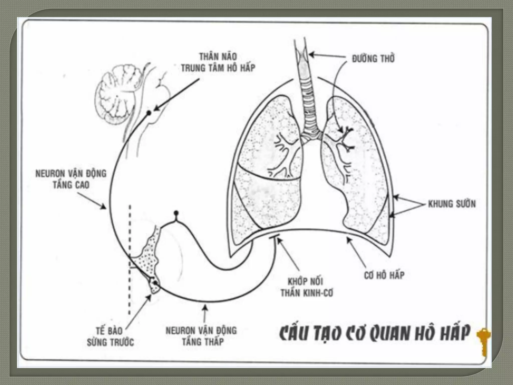 Thuoc ho long_dam | PDF