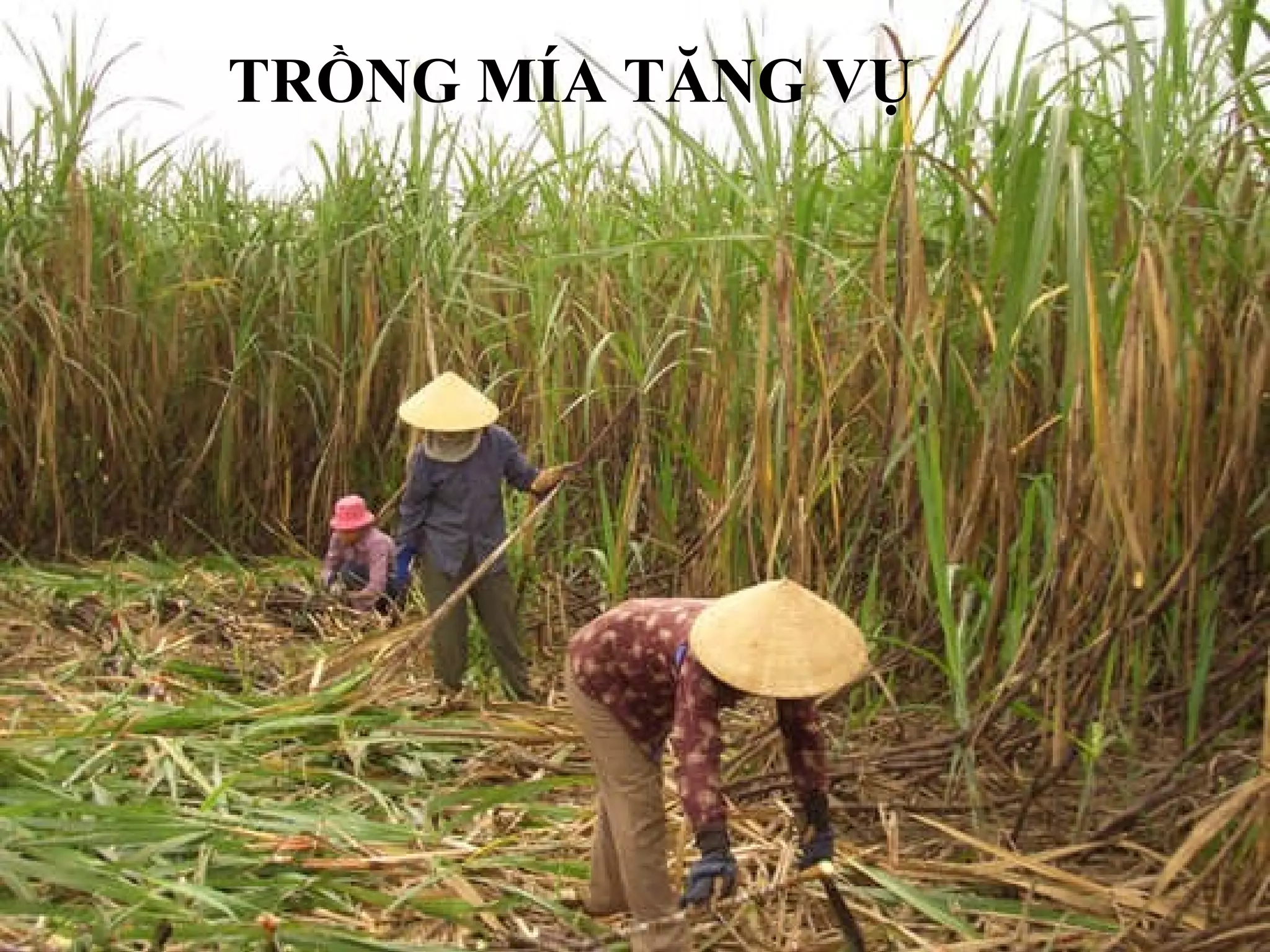 Thuoc tru sau bt | PPT